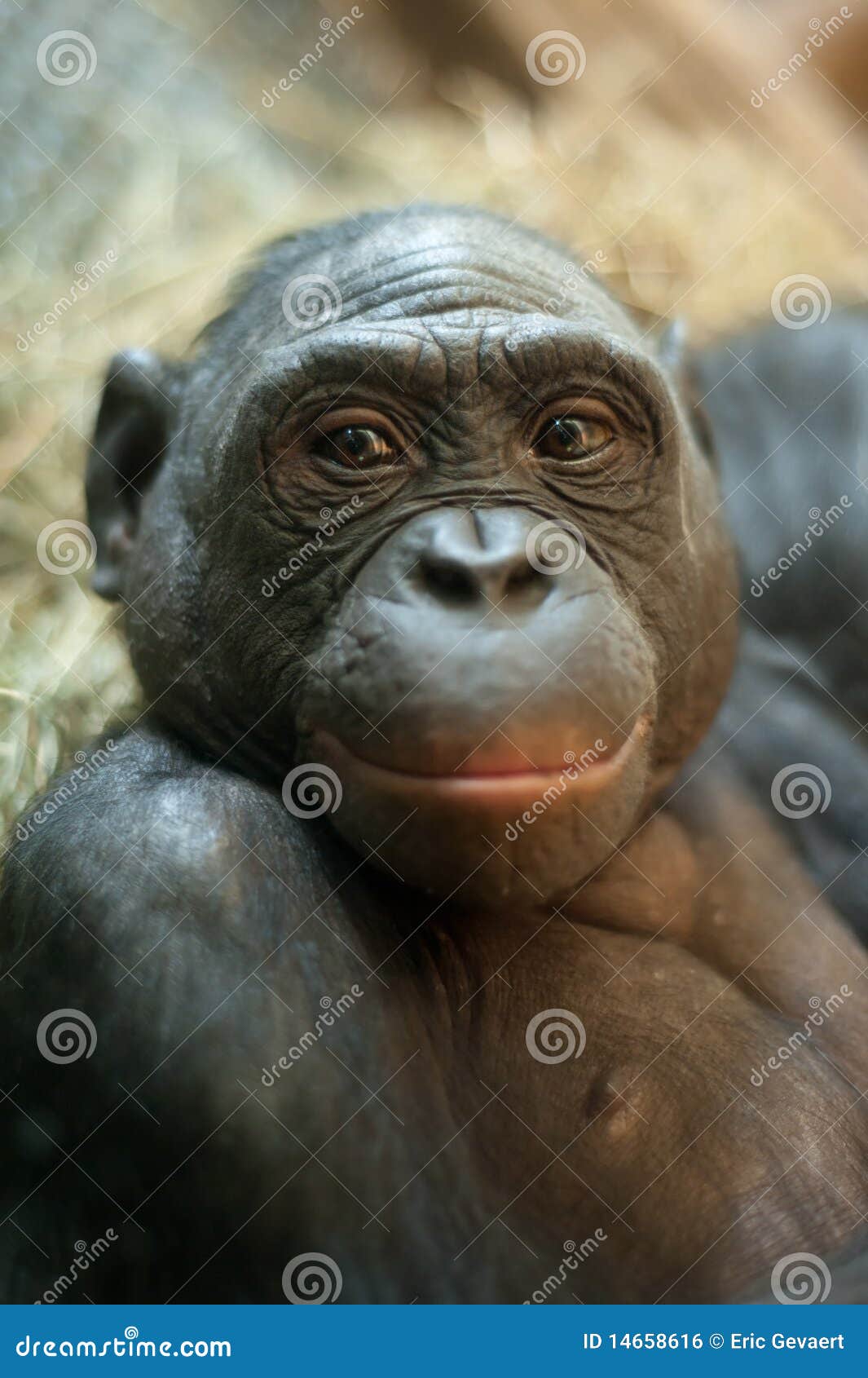 Portrait of a Bonobo Monkey Stock Photo - Image of black, cute: 14658616