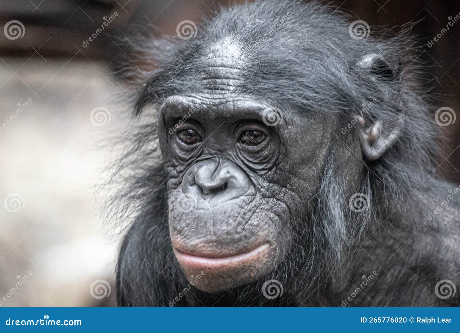 Portrait of a Bonobo Monkey with a Cute Expression on His Face Stock ...