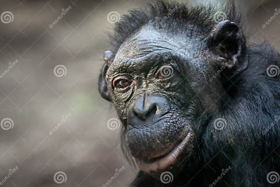 Portrait of a Bonobo Monkey Stock Photo - Image of cute, animal: 257889860