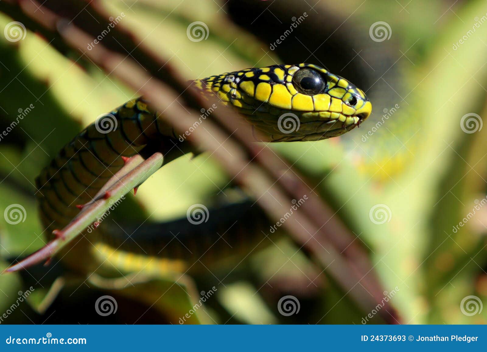 Portrait of a Boomslang / Tree Snake Stock Image - Image of closeup ...