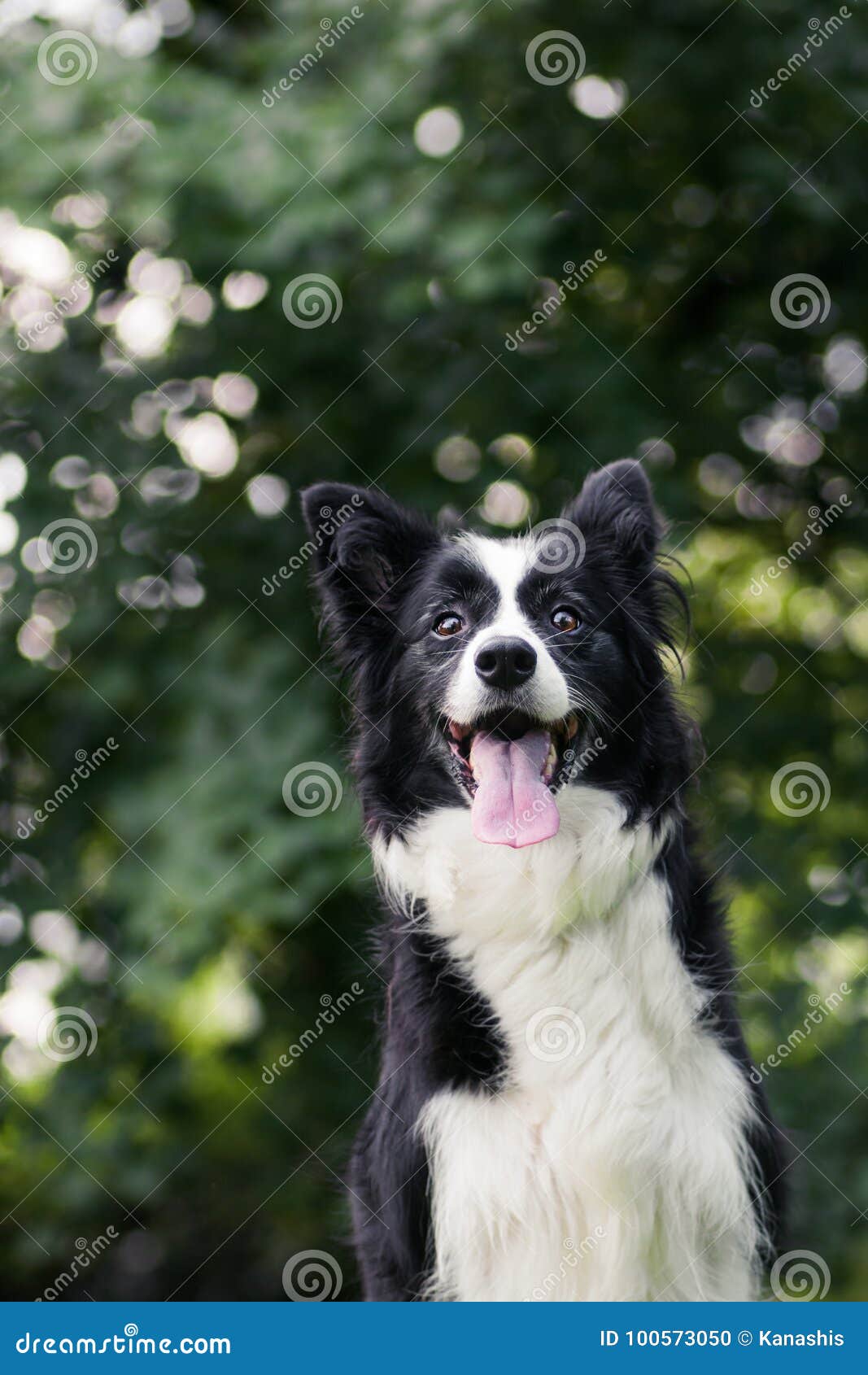 Portrait of a Border Collie Stock Photo - Image of young, mammal: 100573050