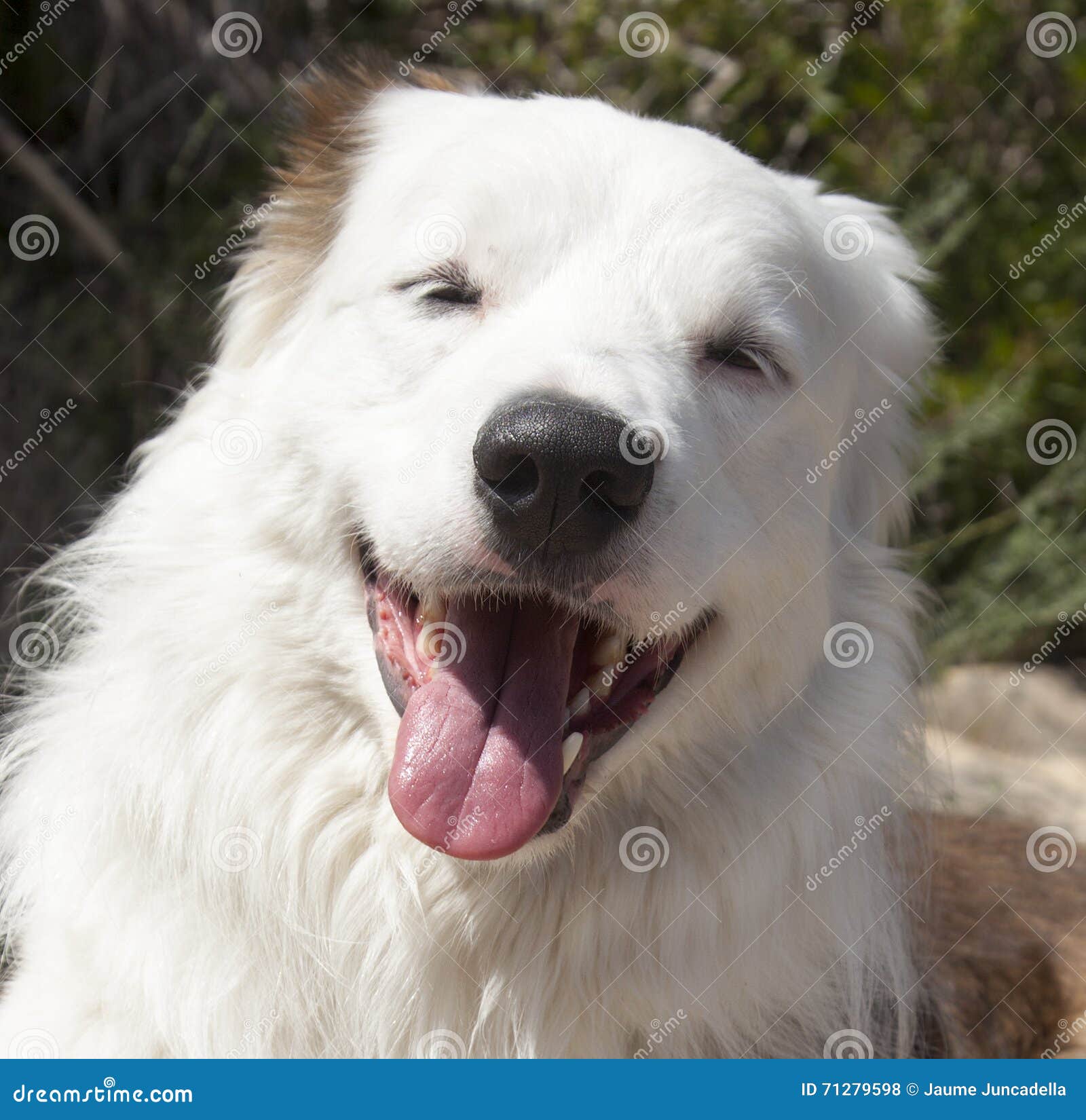 Portrait of Border Collie stock photo. Image of teeth - 71279598