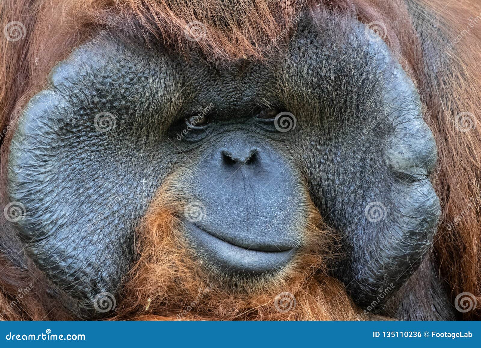 Portrait of Bornean Orangutan Monkey Pongo Pygmaeus Stock Photo - Image ...