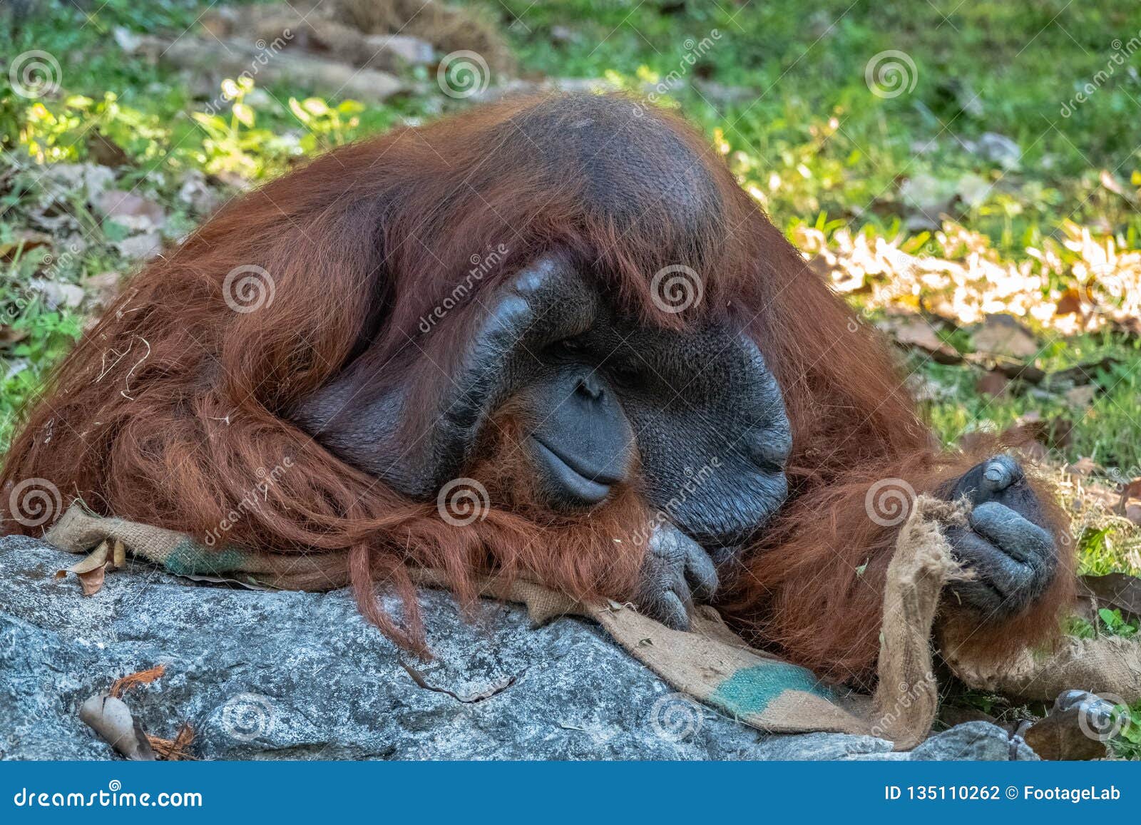 Portrait of Bornean Orangutan Monkey Pongo Pygmaeus Stock Photo - Image ...