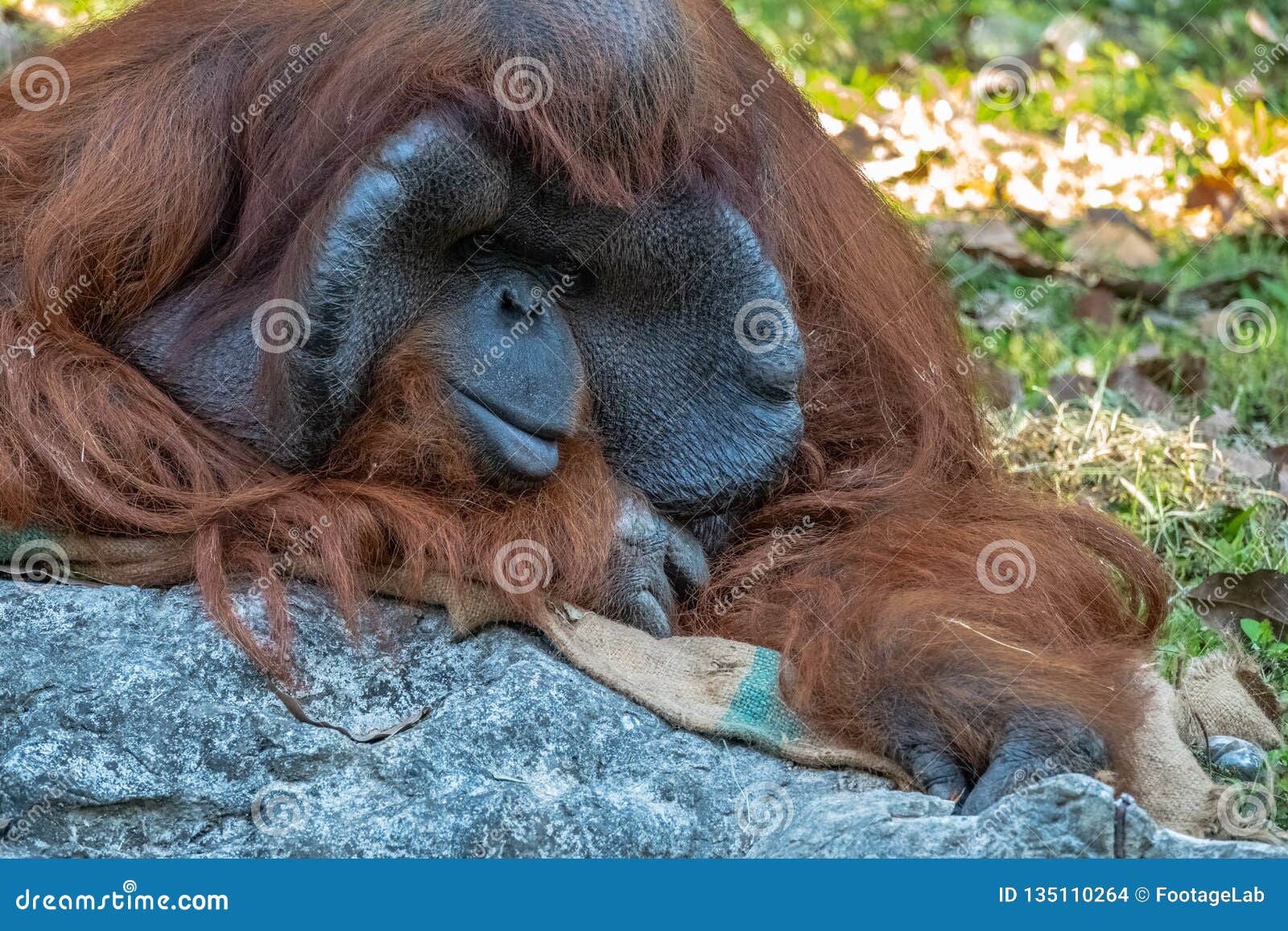 Portrait of Bornean Orangutan Monkey Pongo Pygmaeus Stock Photo - Image ...