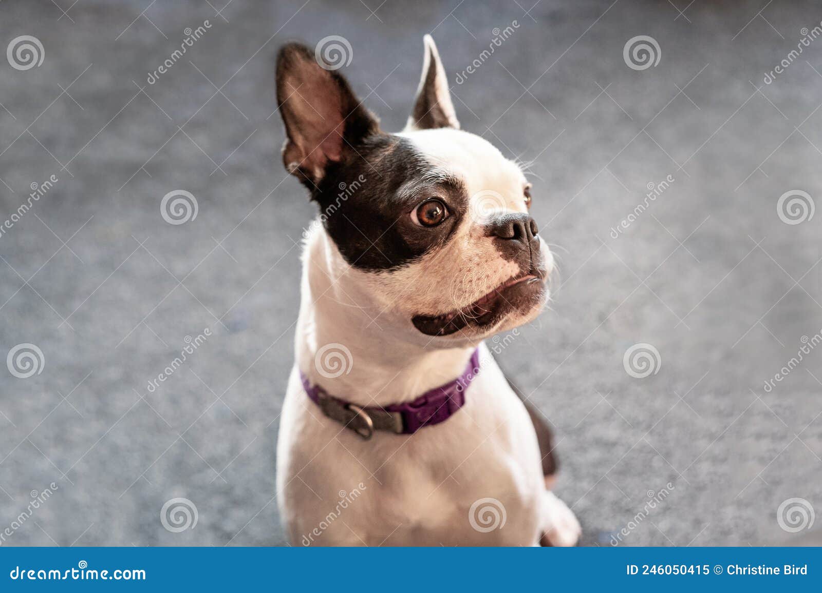 Portrait of a Boston Terrier Sitting with Her Her in Profile To the ...