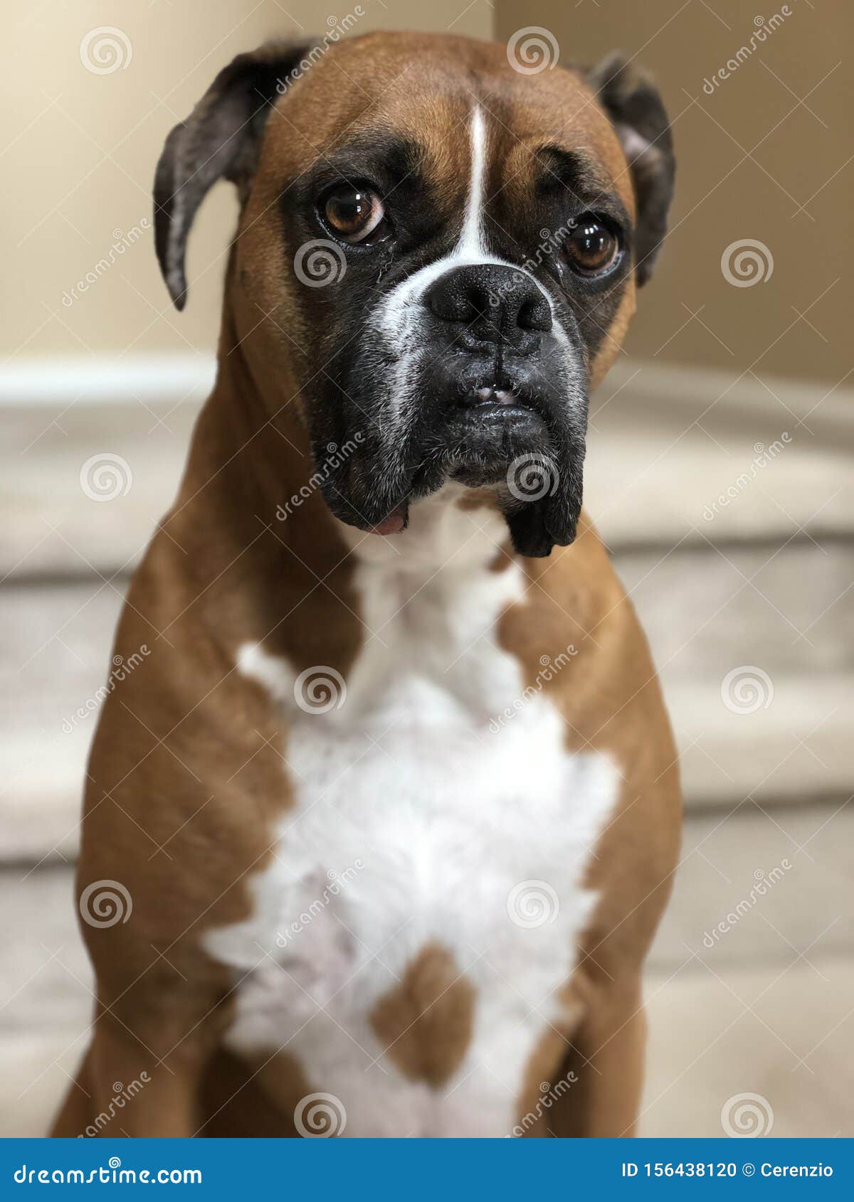 Boxer dog sitting stock photo. Image of animal, architecture - 156438120