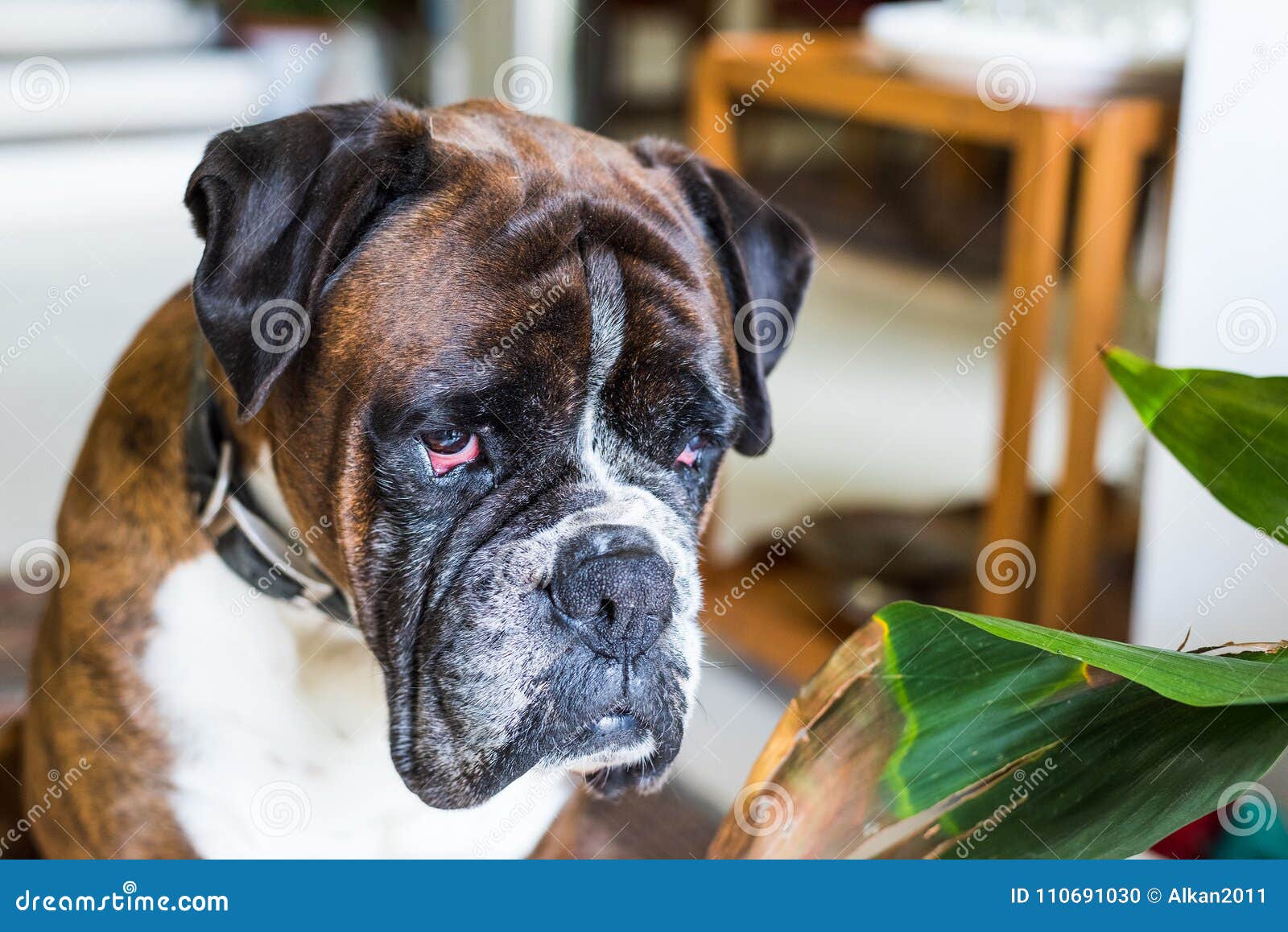 Portrait of a boxer dog stock photo. Image of boxer - 110691030