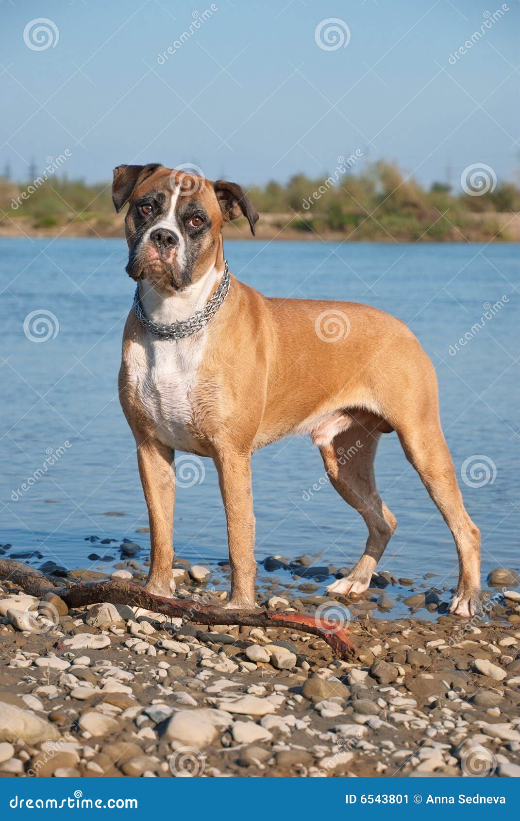 Portrait of boxer dog stock image. Image of guard, animal - 6543801