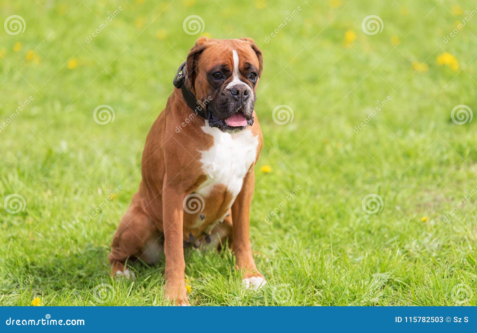 Portrait of a Boxer Dog in Green Stock Image - Image of natural ...
