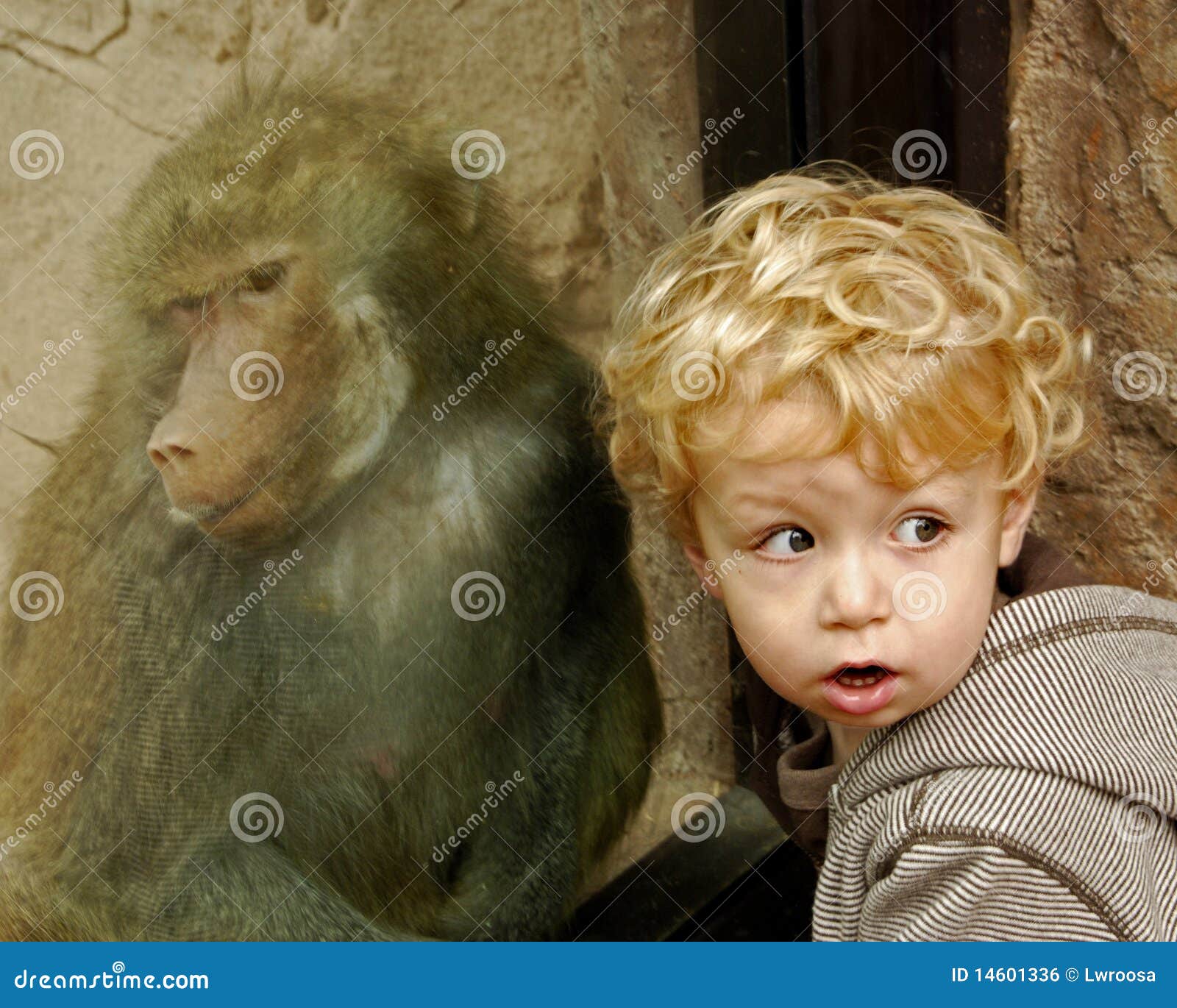 Portrait of boy and baboon stock photo. Image of cute - 14601336