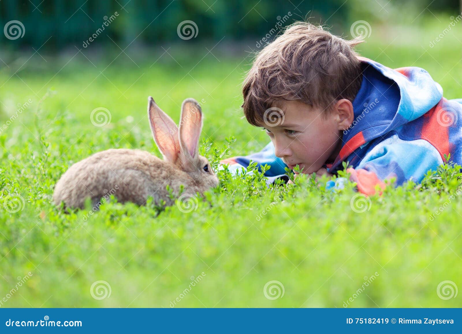 Portrait of a Boy, he is Holding Rabbit Stock Image - Image of child ...
