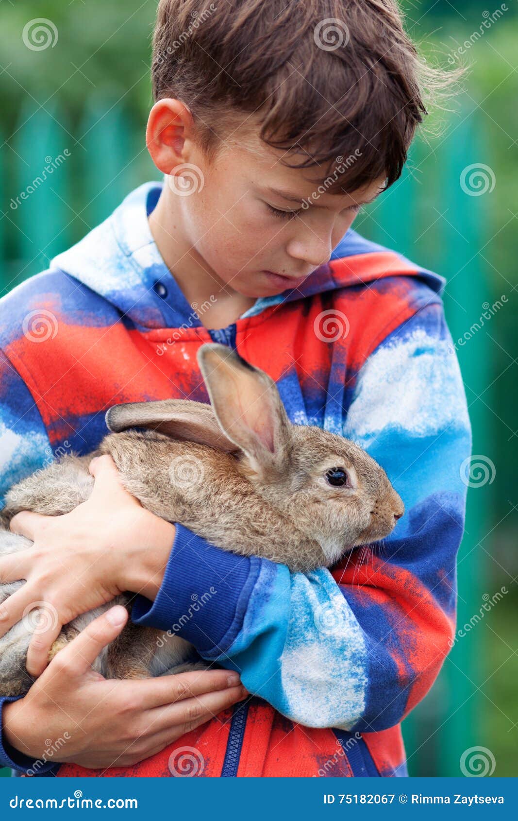 Portrait of Boy, he is Holding Rabbit Stock Image - Image of child ...