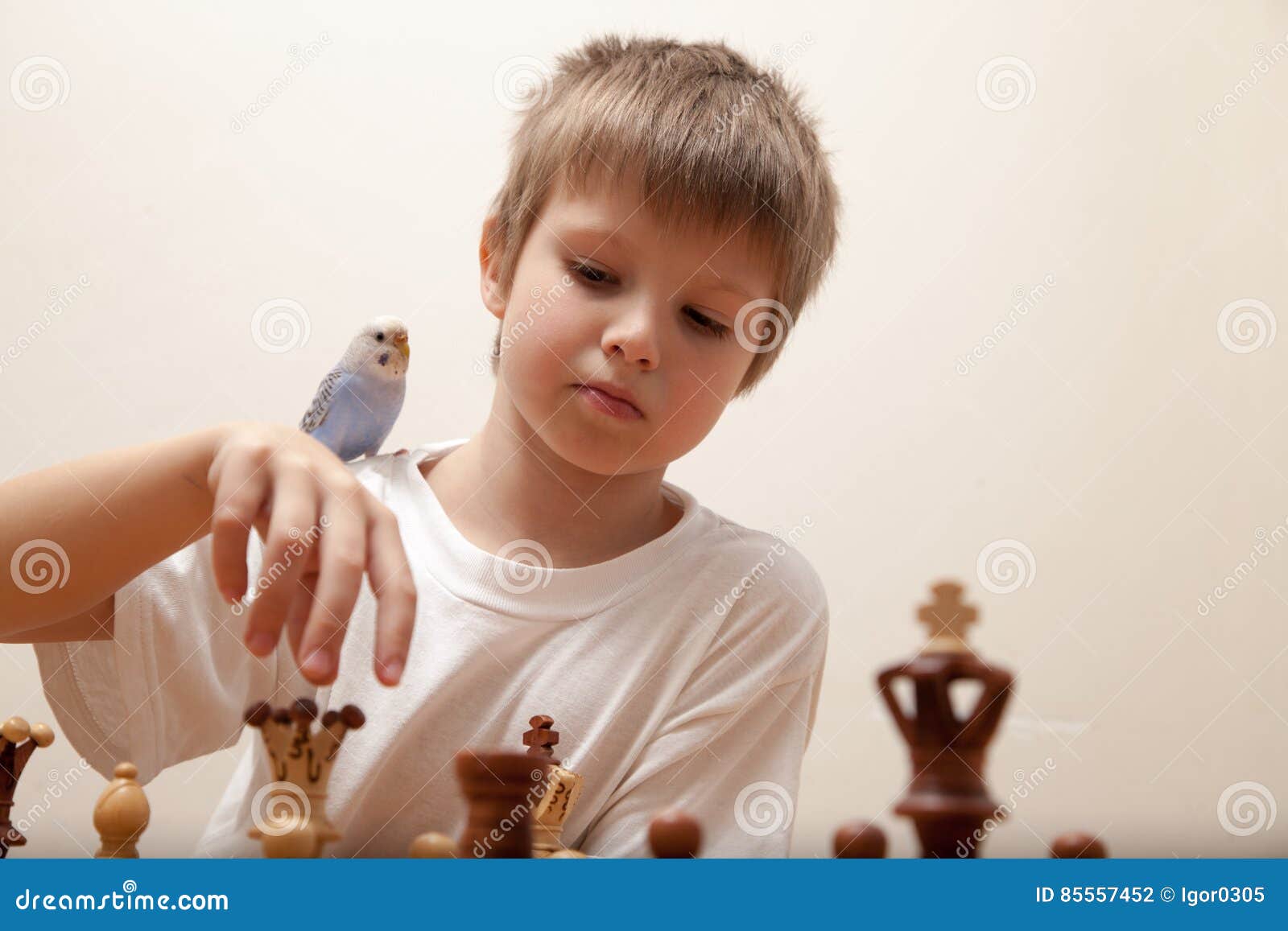 Portrait of a Boy Playing Chess Stock Photo - Image of adult, human ...