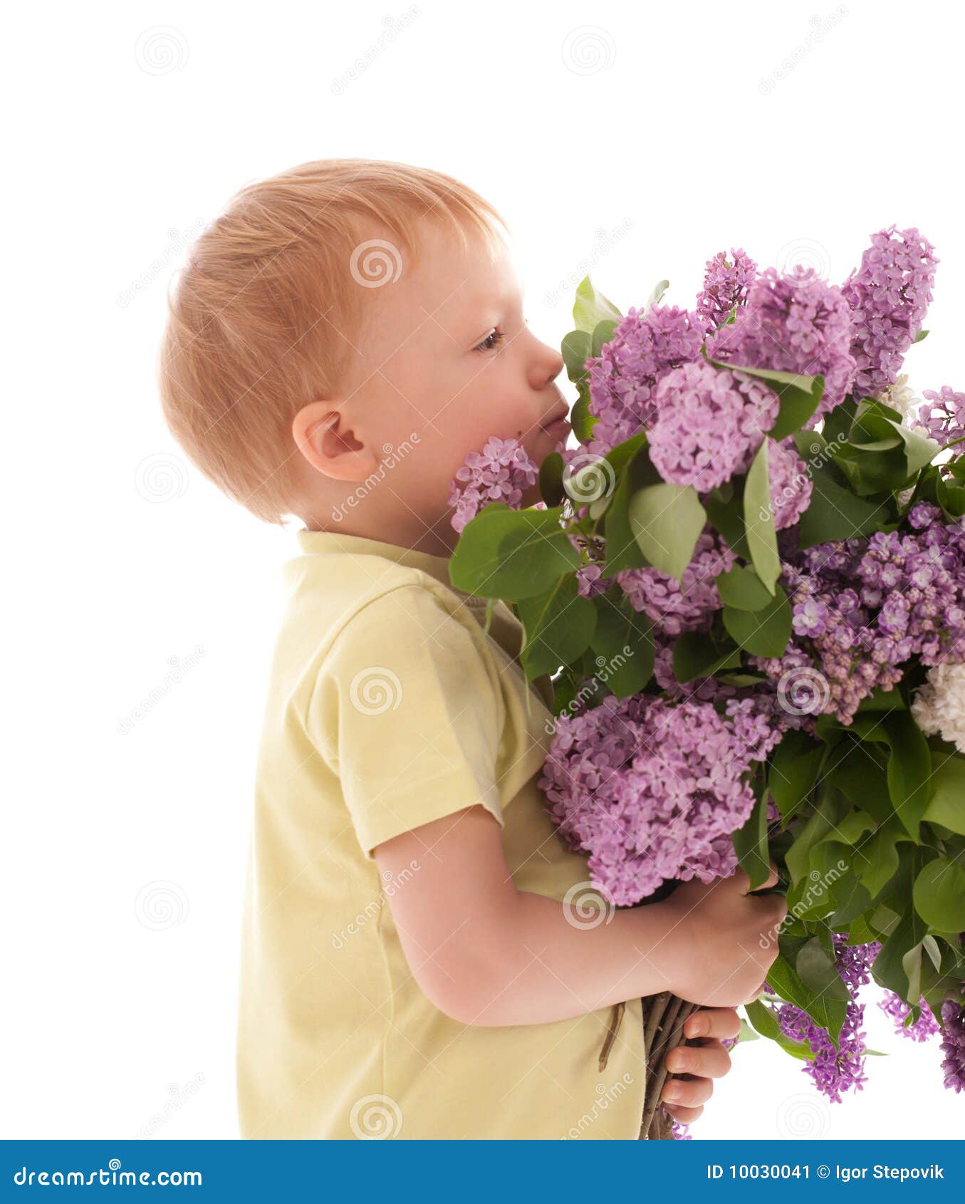 Portrait of Boy Smelling Bouquet of Lilac Stock Image - Image of ...