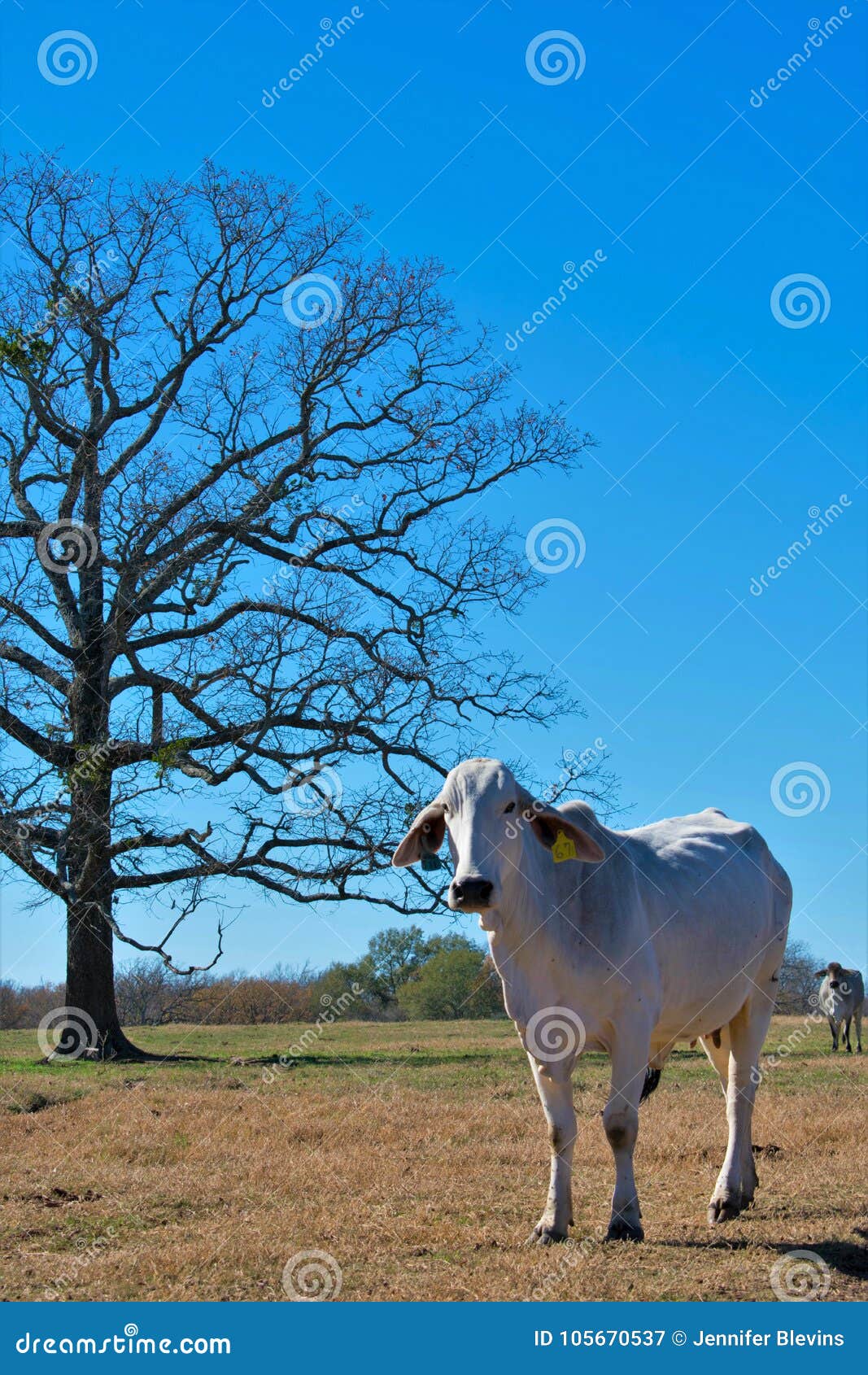 Brahma Cow Portrait stock image. Image of farm, elegant - 105670537