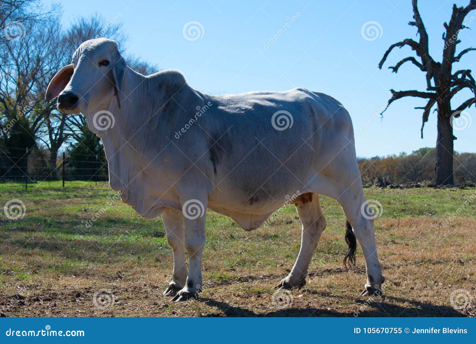 Brahma Cow Portrait stock image. Image of green, brahma - 105670755