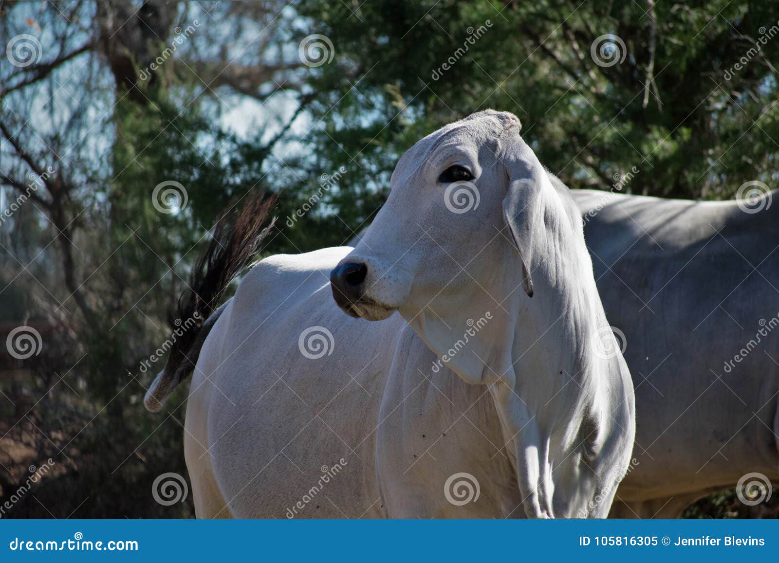 Brahma Cow Portrait stock image. Image of landscape - 105816305