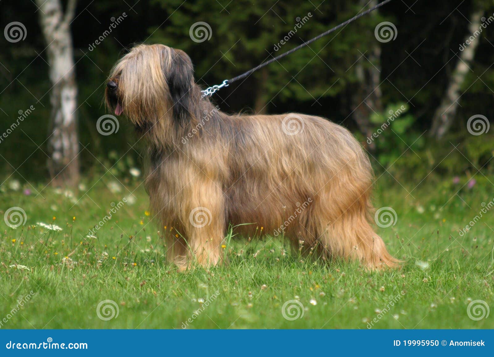 Portrait of briard. stock photo. Image of sunny, breed - 19995950