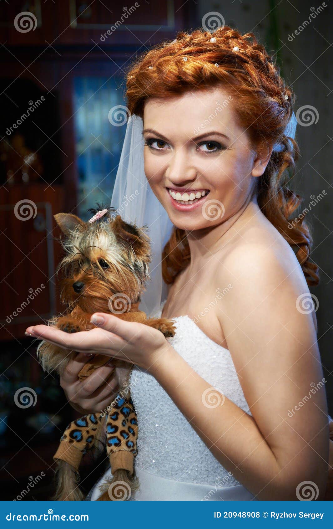 Portrait of a Bride with a Small Dog Stock Photo - Image of hand, girl ...