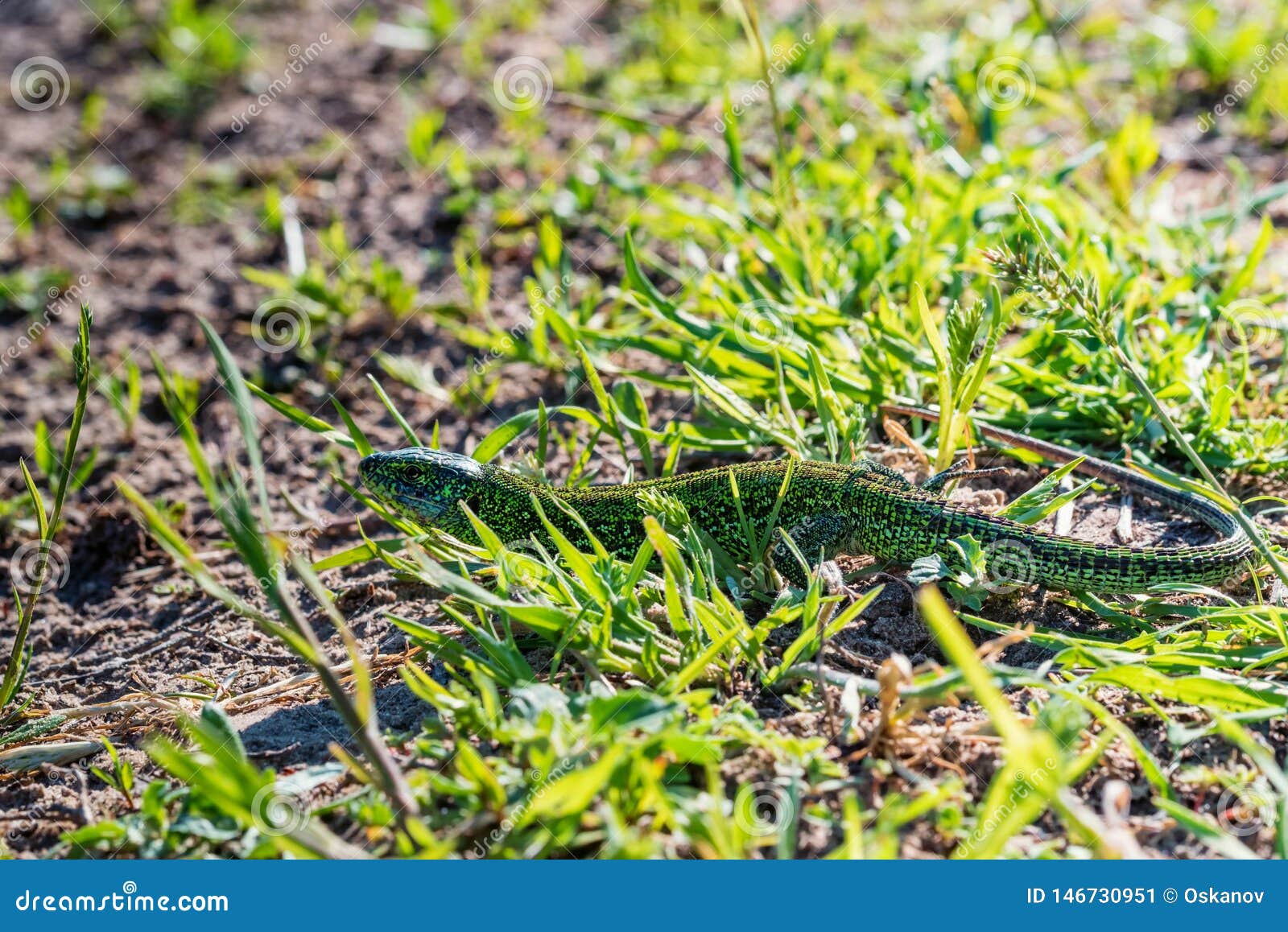 Portrait of Bright Green Quick Lizard in Grass Stock Image - Image of ...