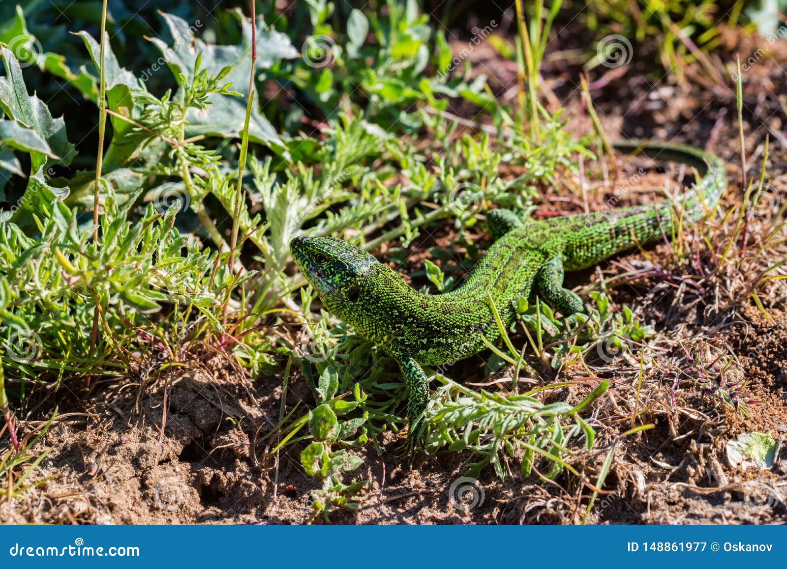 Portrait of Bright Green Quick Lizard in Grass Stock Image - Image of ...