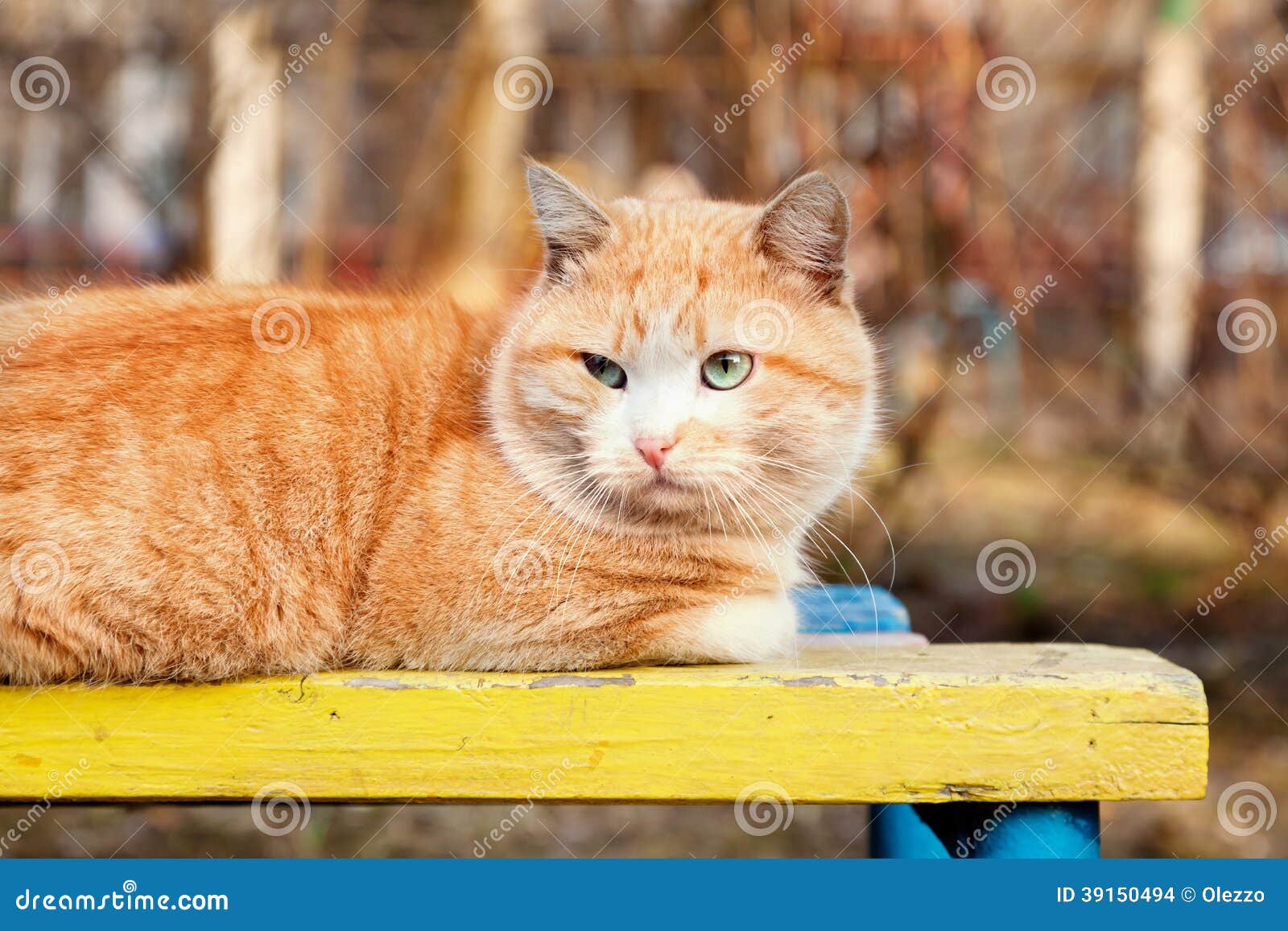 Portrait of bright red cat stock photo. Image of sunlight - 39150494