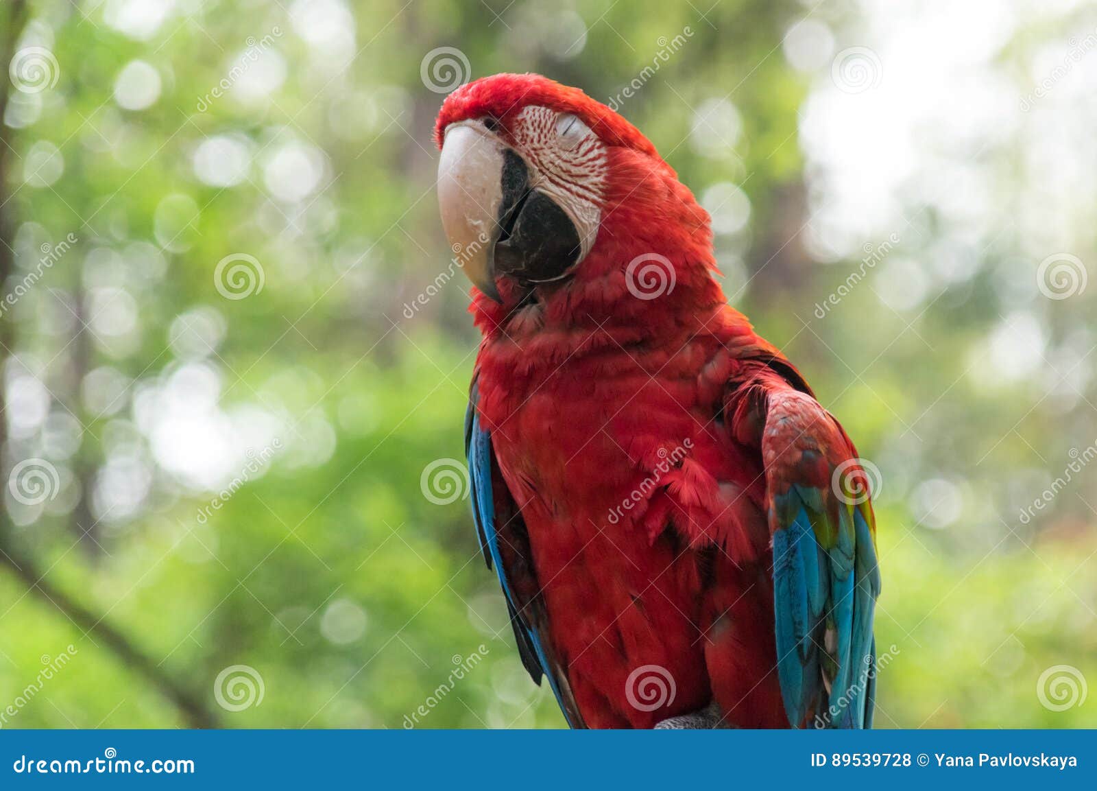 The Portrait of the Bright Red Parrot Stock Photo - Image of nature ...