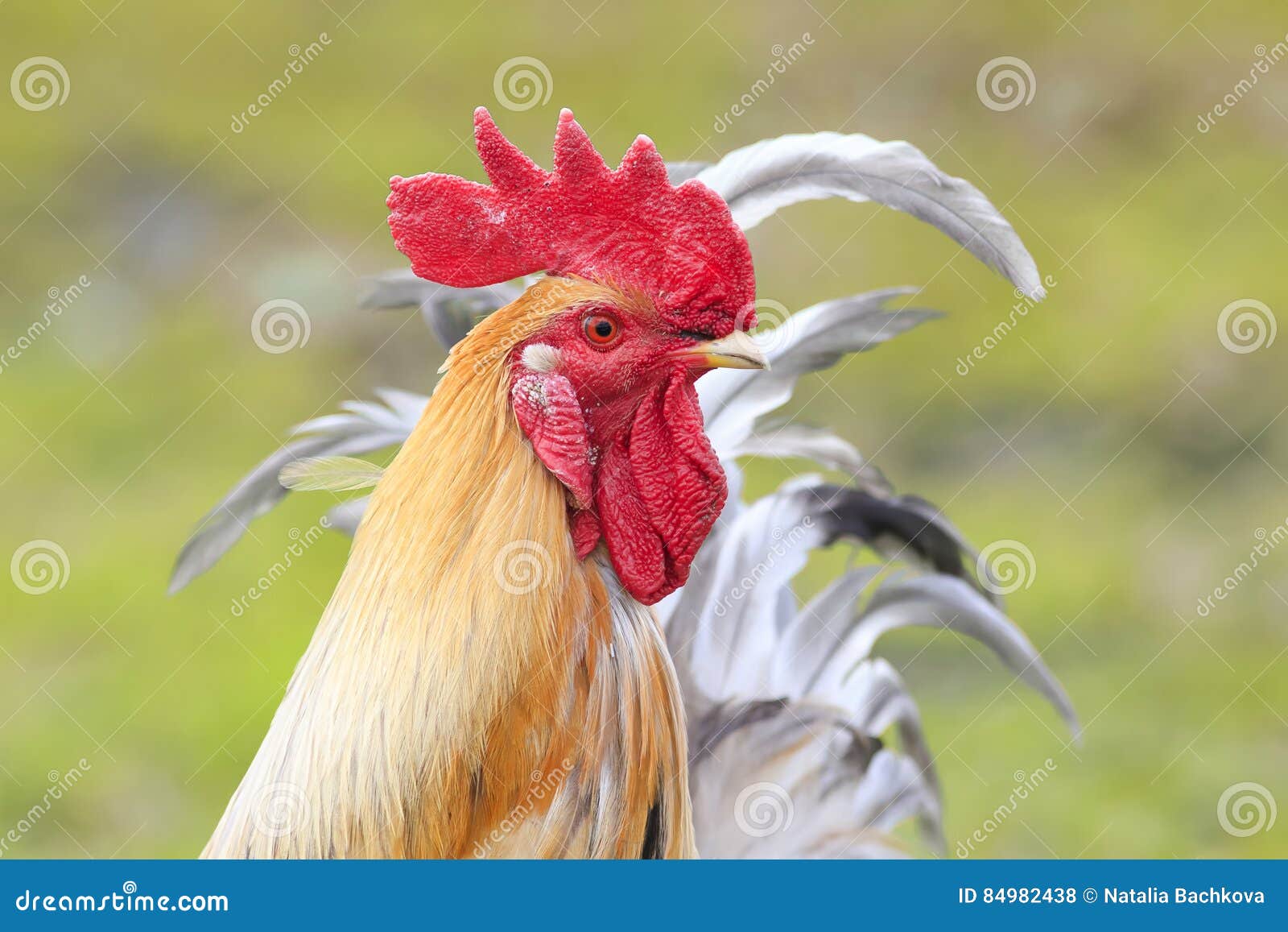 Portrait of a Bright Red Rooster with Red Comb on Grass Stock Photo ...