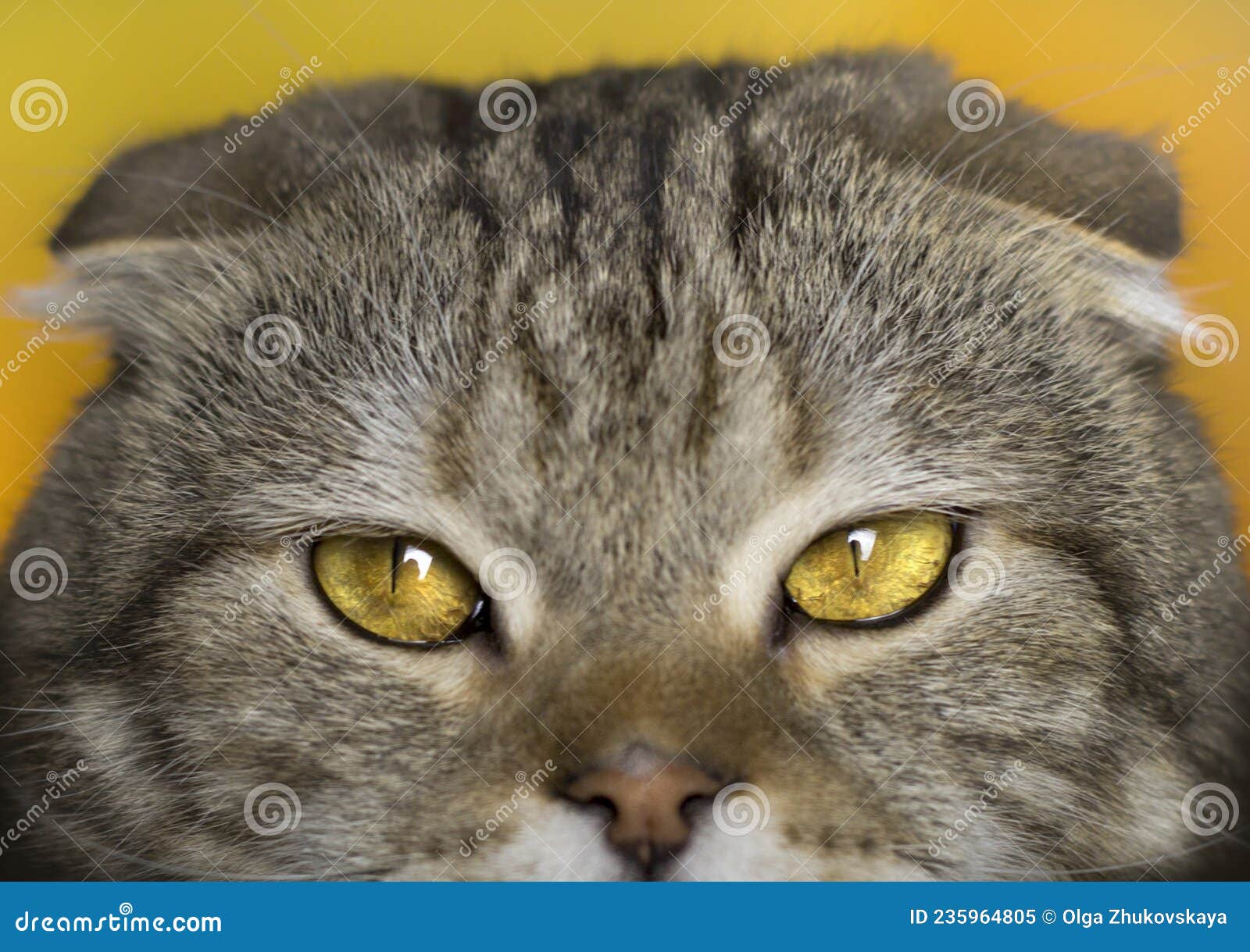 Portrait of a Brindle Cat. Tabby Cat with Big Eyes Stock Image - Image ...