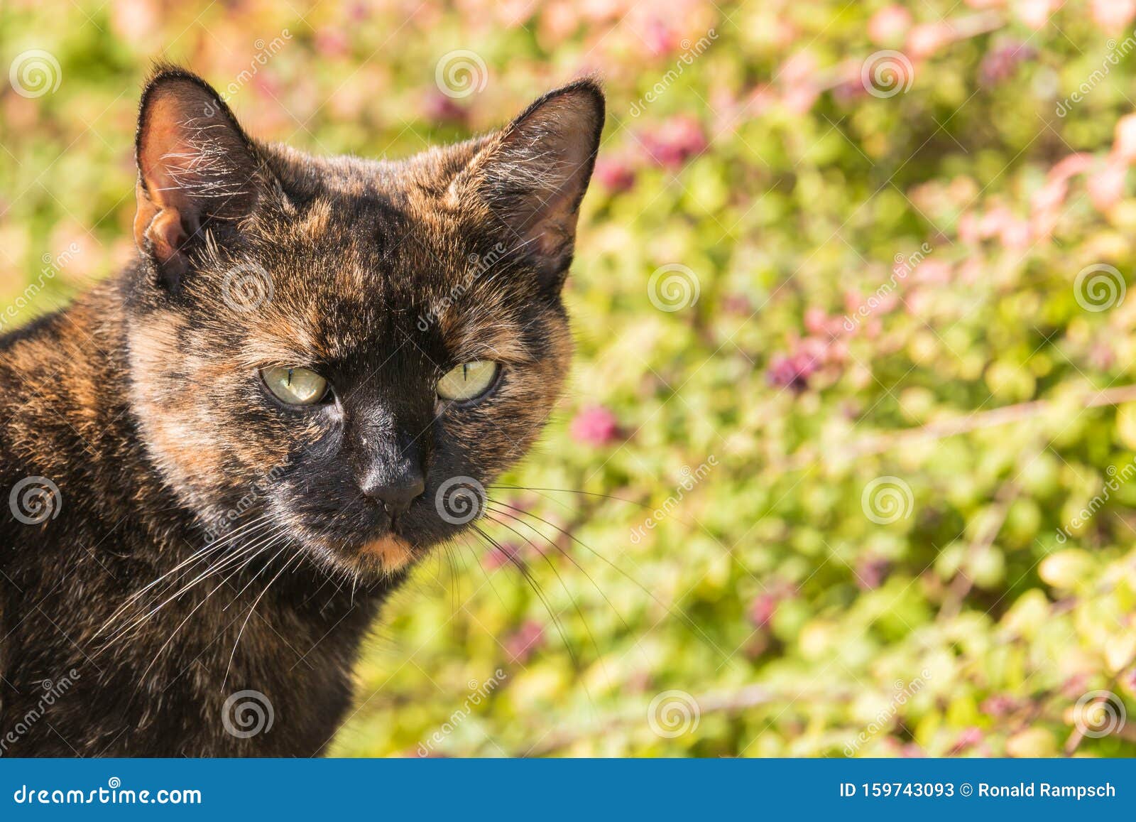 Portrait of a brindle cat stock image. Image of feline - 159743093