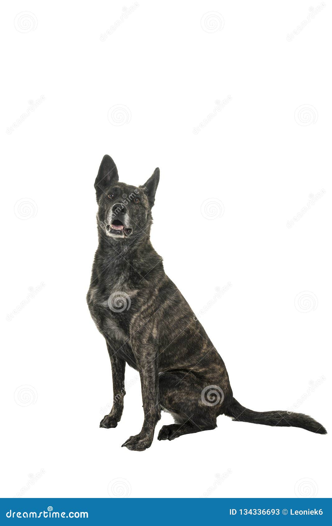 Brindle Dutch Shepherd Dog Lying Down Seen From The Front Stock Image ...