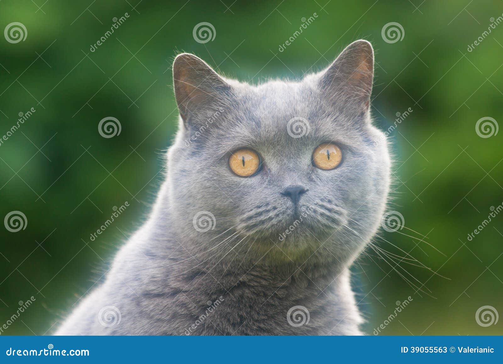 Portrait of British cat stock image. Image of breed, british - 39055563