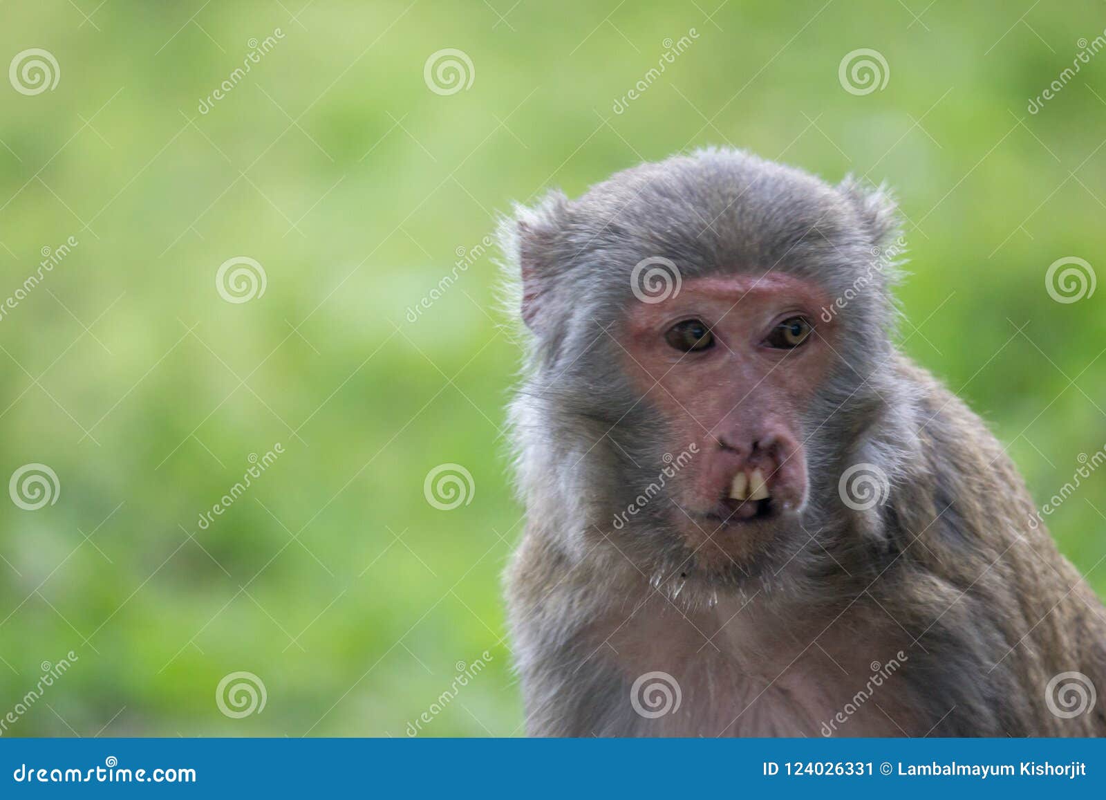 Portrait of a Broken Lip Monkey Stock Image - Image of scared, monkey ...