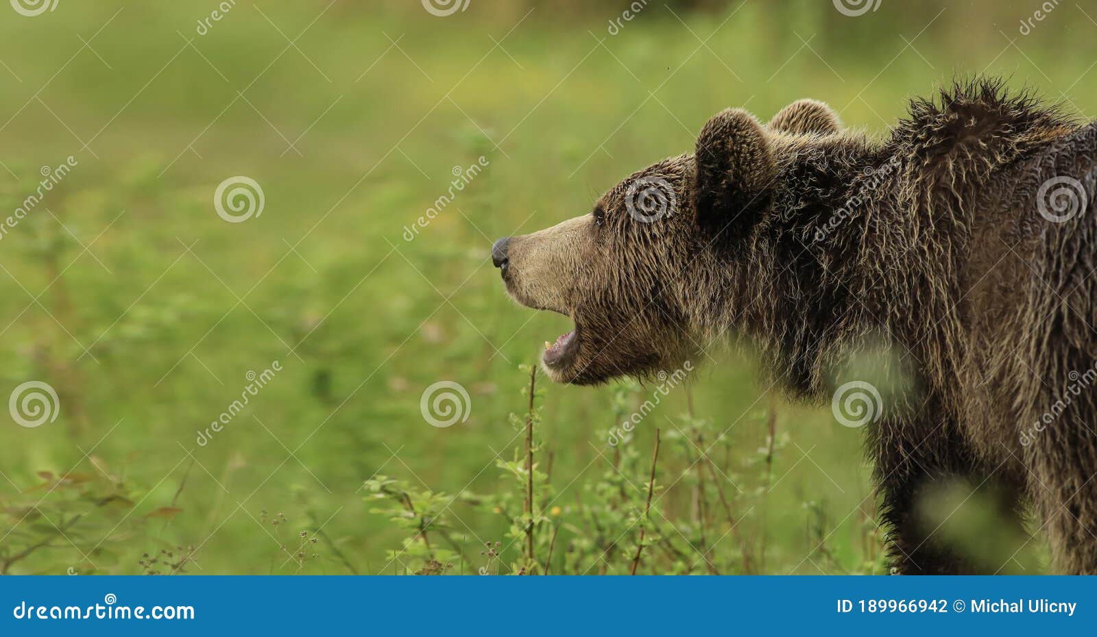 Portrait of a Brown Bear , an Angry Bear. Feels the Danger Stock Photo ...