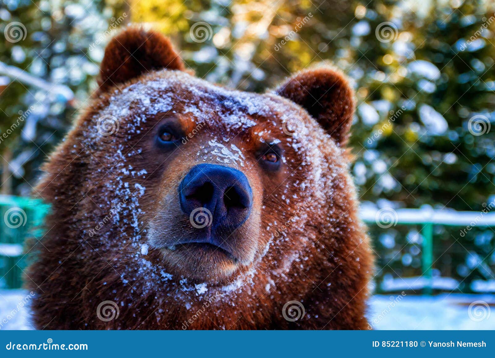 Portrait of a Brown Bear Awake in Winter Stock Photo - Image of ursus ...