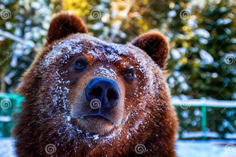 Portrait of a Brown Bear Awake in Winter Stock Photo - Image of ursus ...