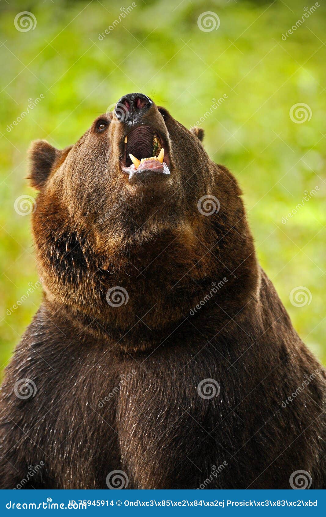 Portrait of Brown Bear. Dangerous Animal with Open Muzzle. Face ...