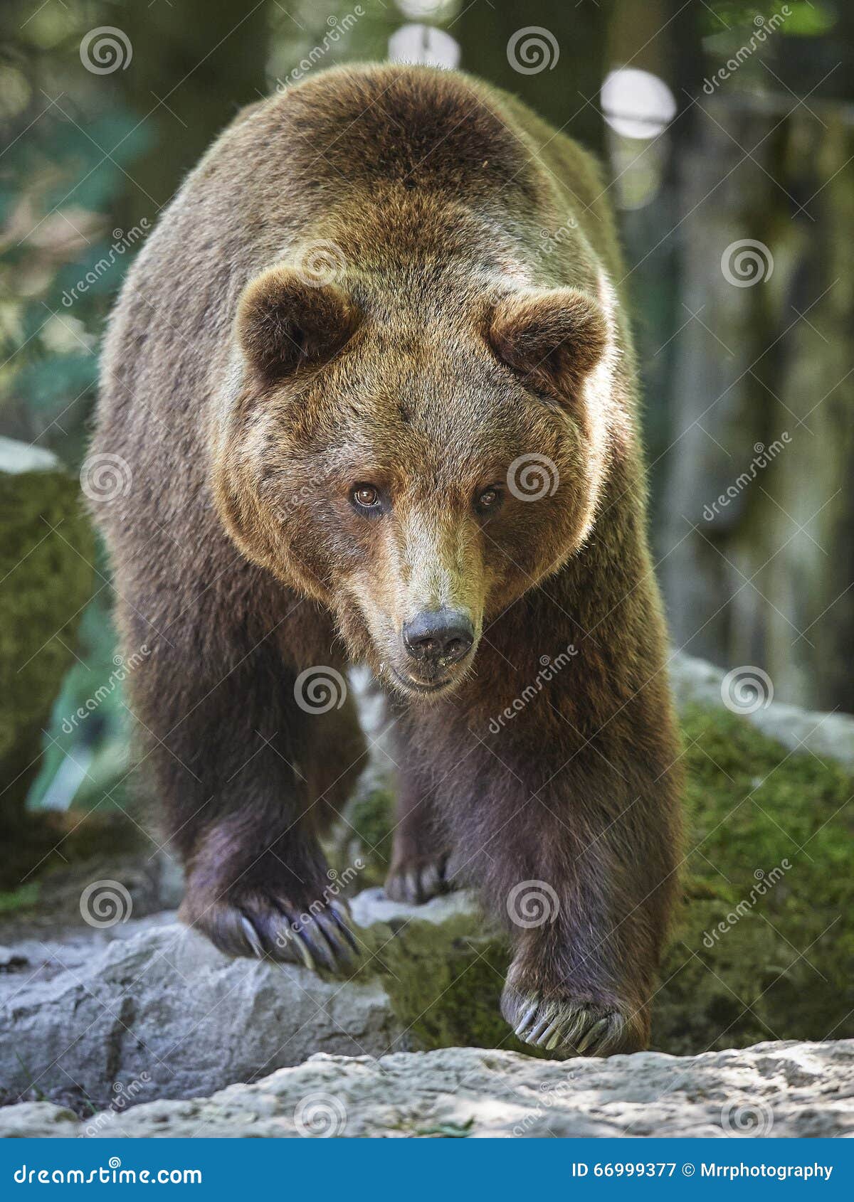 Portrait of a brown bear stock image. Image of ursus - 66999377