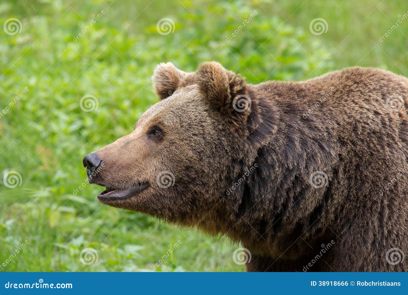 Portrait of a brown bear. stock photo. Image of beast - 38918666