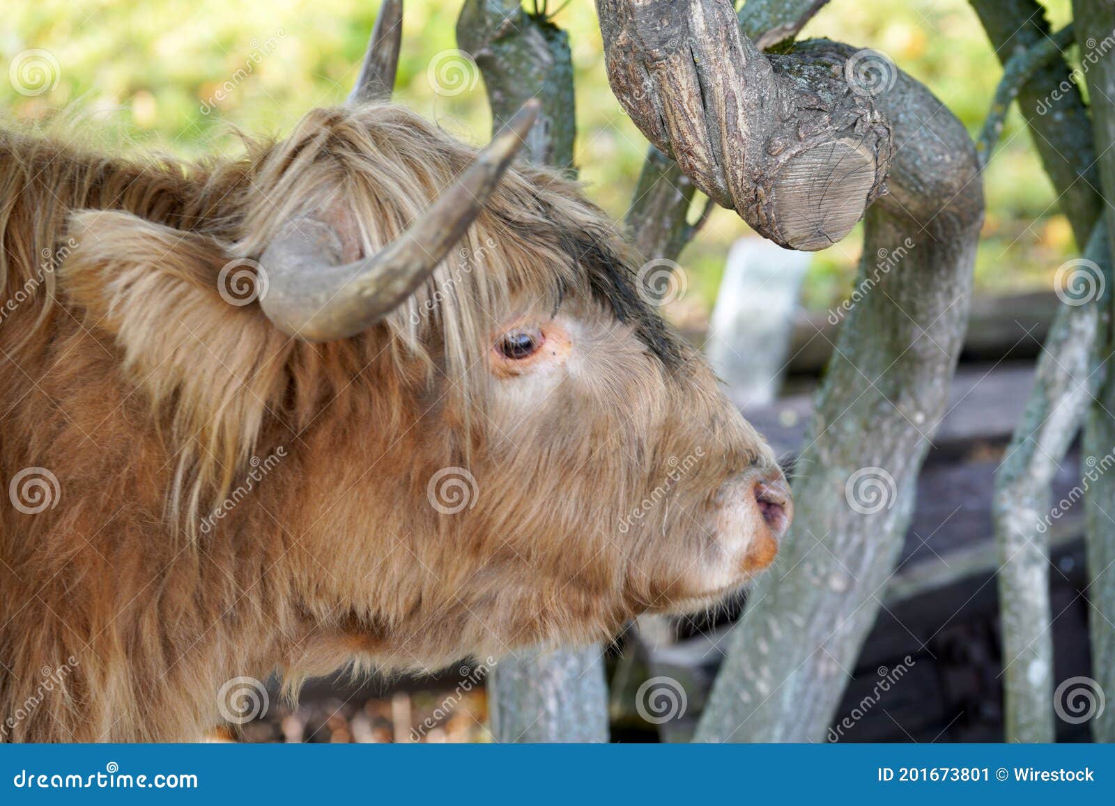 Portrait of a Brown Bull in a Pasture Stock Image - Image of breeding ...