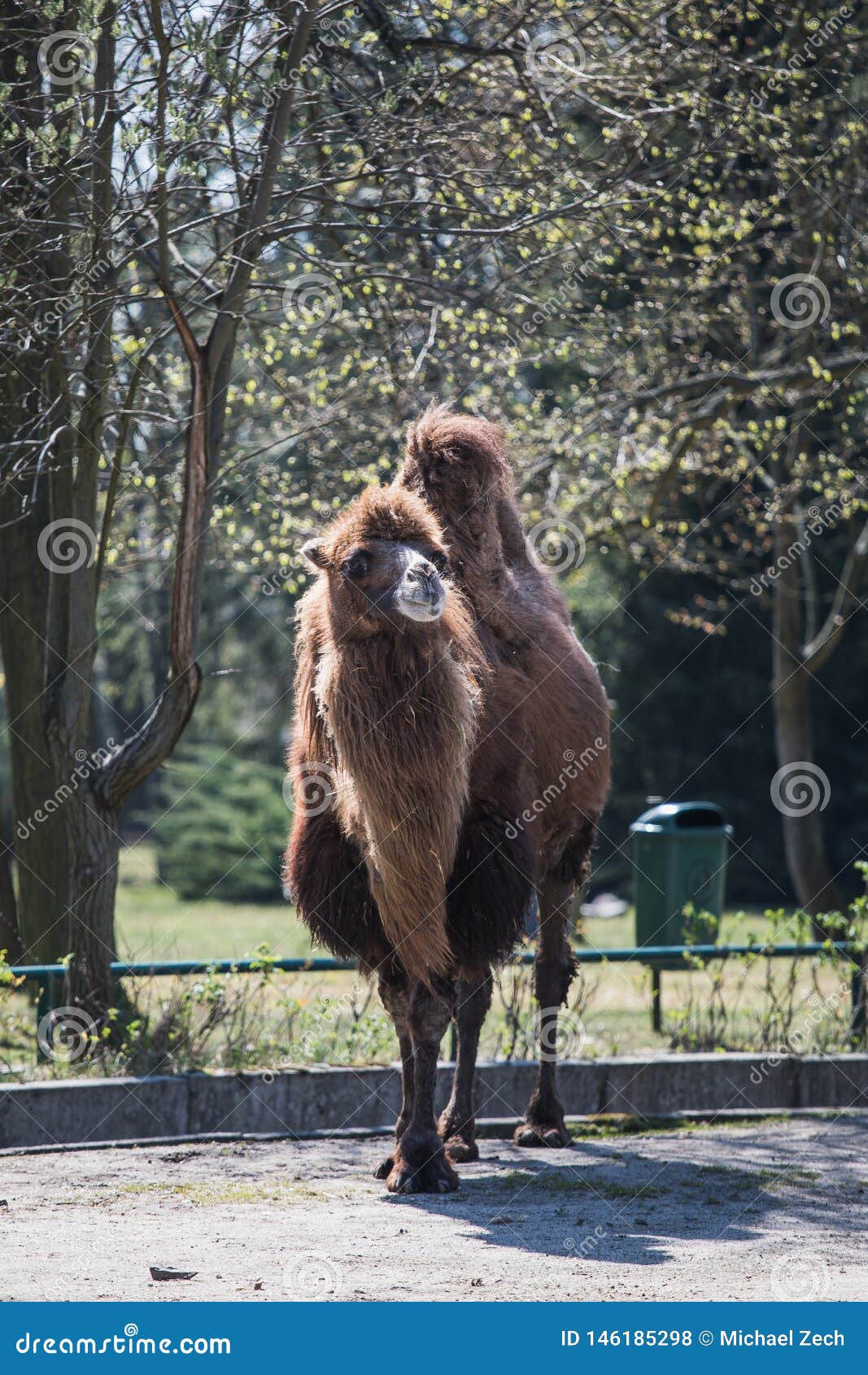 Portrait of a Brown Camel, Looking To the Camera Stock Photo - Image of ...