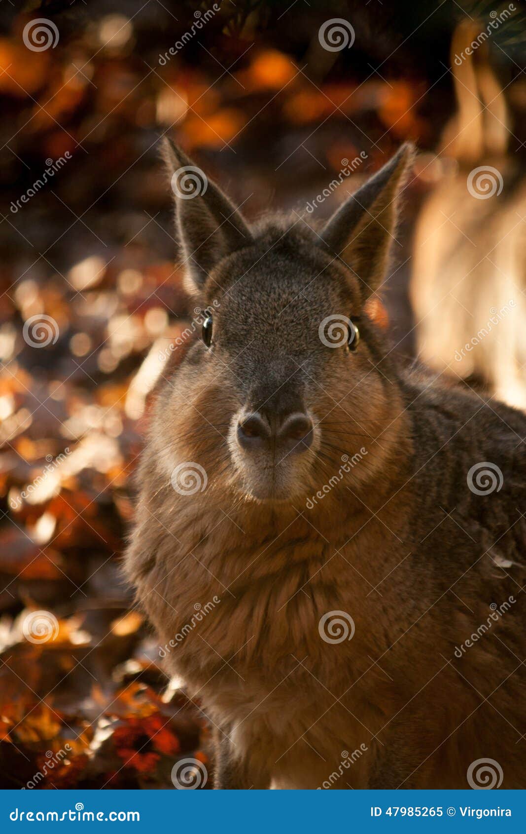 Portrait of Brown Capybara in Autumn Stock Image - Image of mammal ...