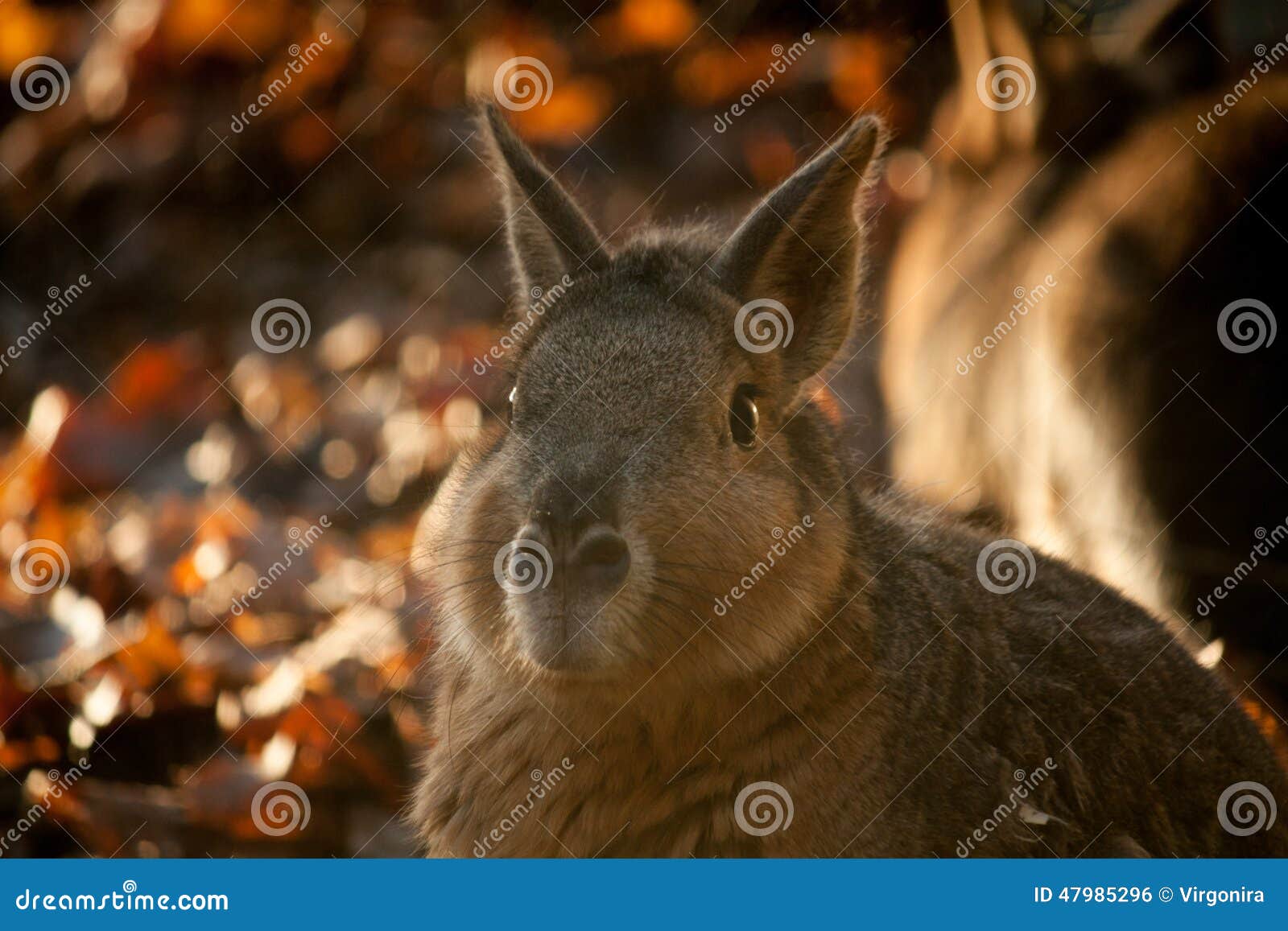 Portrait of Brown Capybara in Autumn Stock Photo - Image of herbivore ...