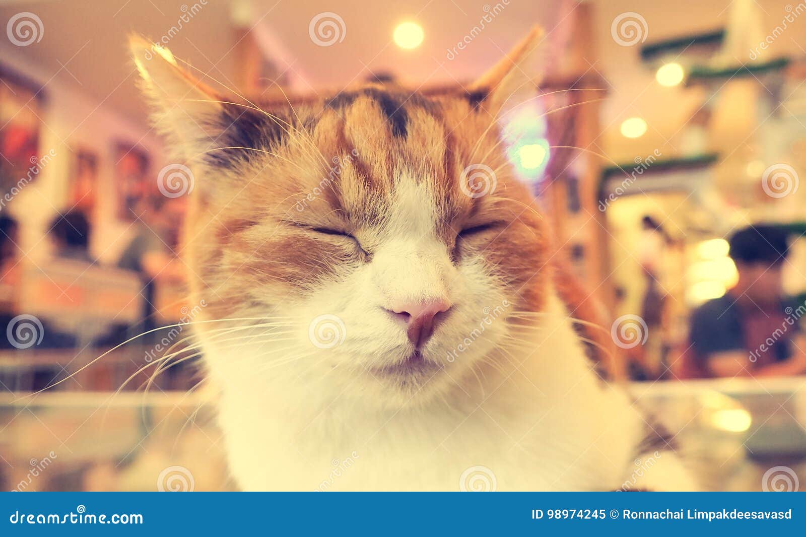 Portrait of Brown Cat Backgrounds Stock Image - Image of carnivore ...