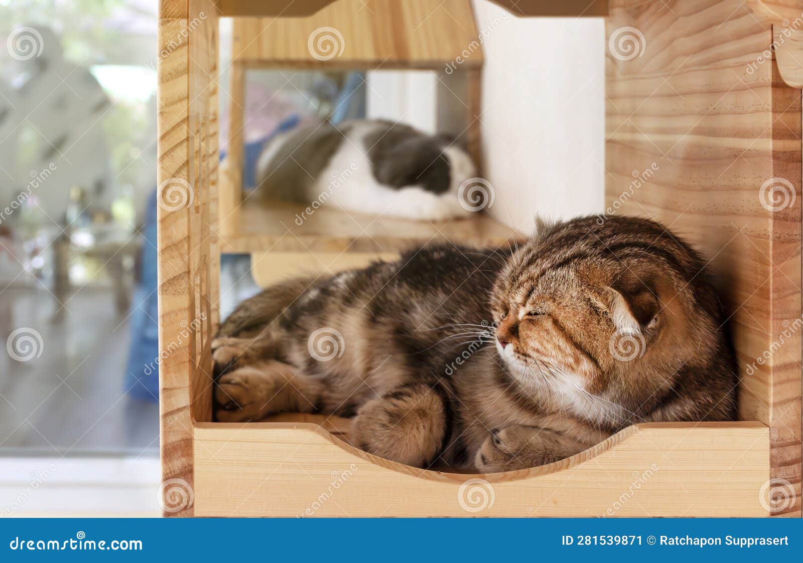 Portrait Brown Cat Sleeping in Cat Home Stock Image - Image of feline ...