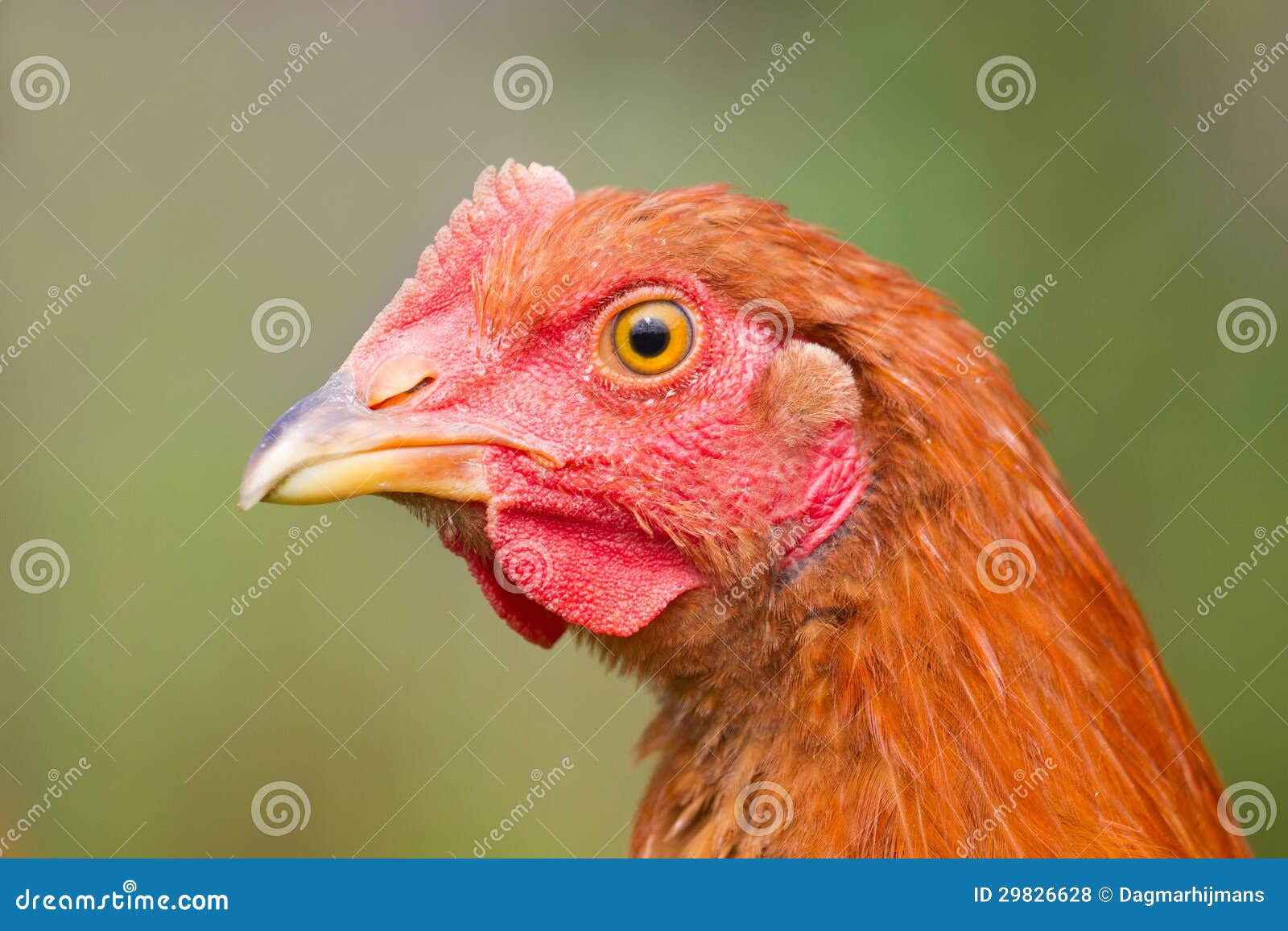 Chicken portrait stock photo. Image of animal, yellow - 29826628