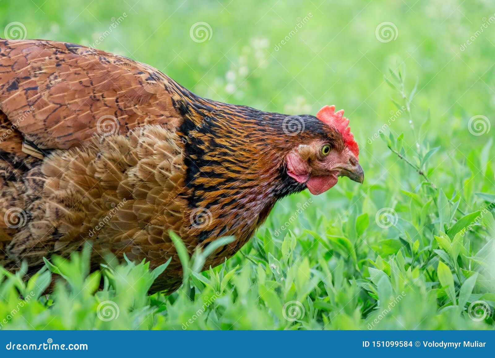 Portrait of Brown Chicken Close-up in Profile_ Stock Photo - Image of ...