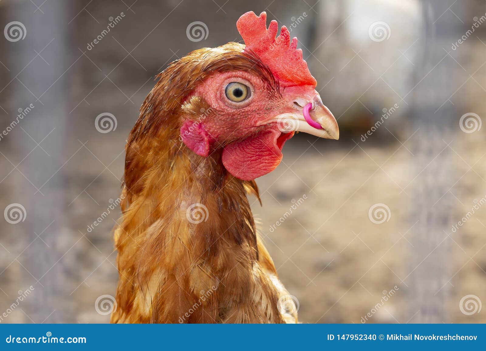 Portrait of Brown Chicken with Piercing in a Beak Stock Photo - Image ...