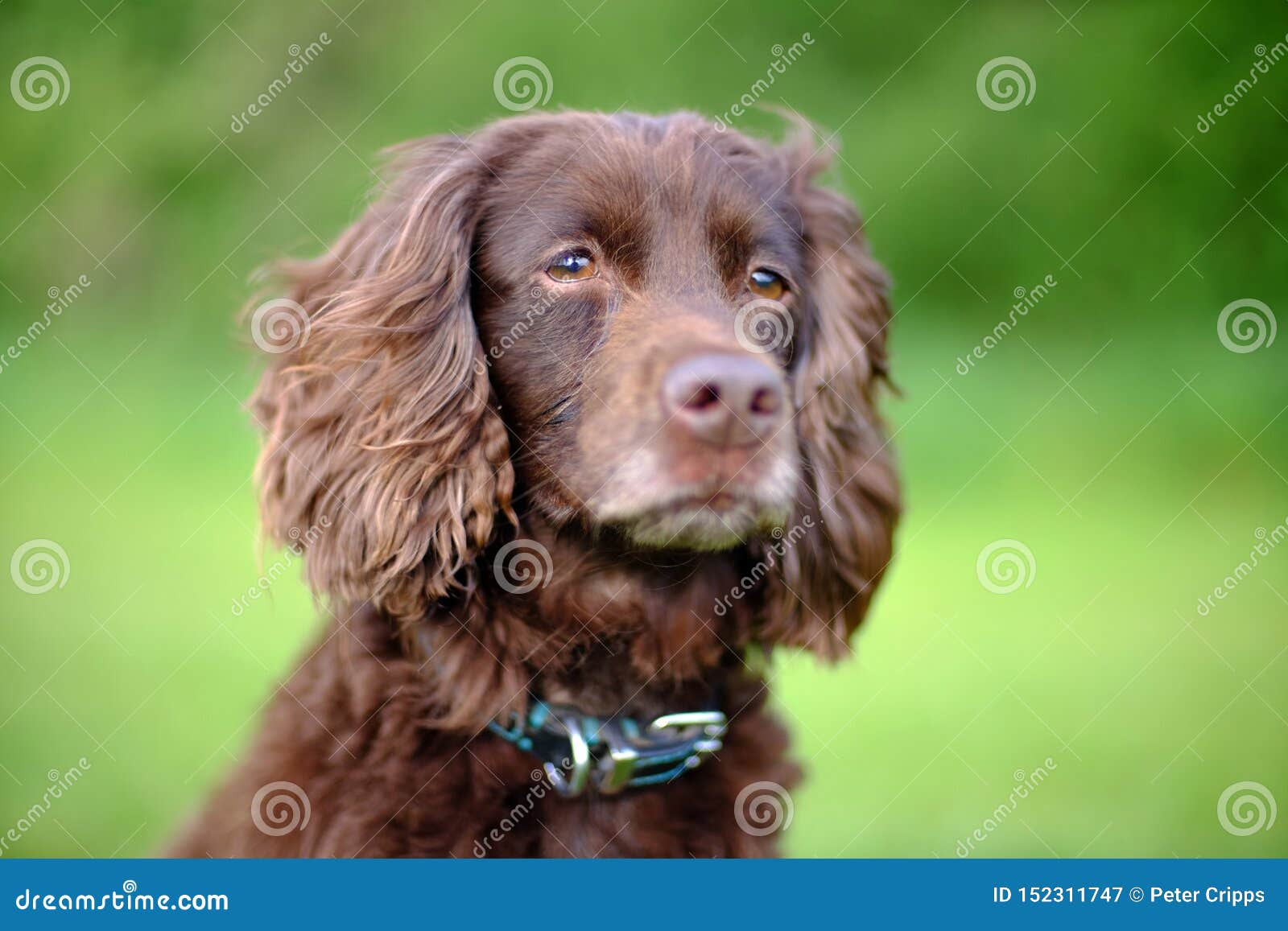 Cocker spaniel stock image. Image of hairy, portrait - 152311747